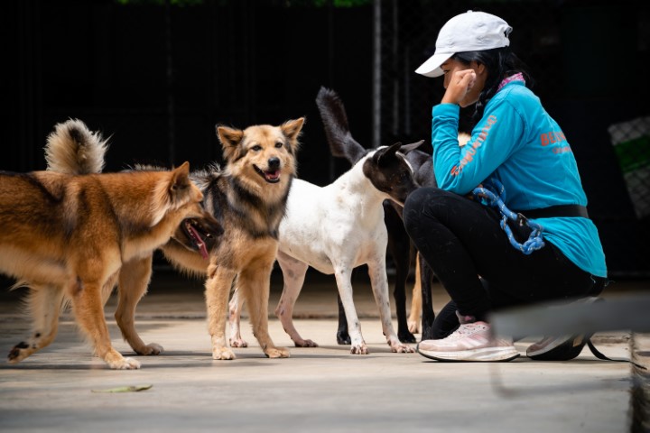 Smart ways to donate | Soi Dog Foundation